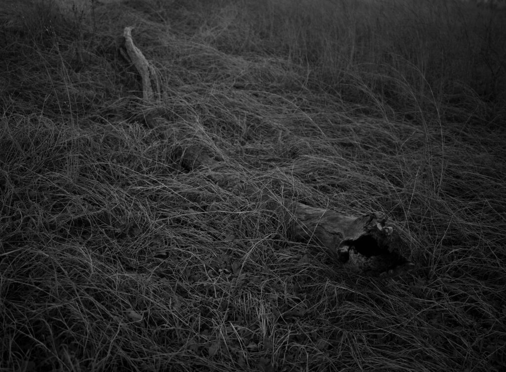 Ongoing - Constance Jaeggi